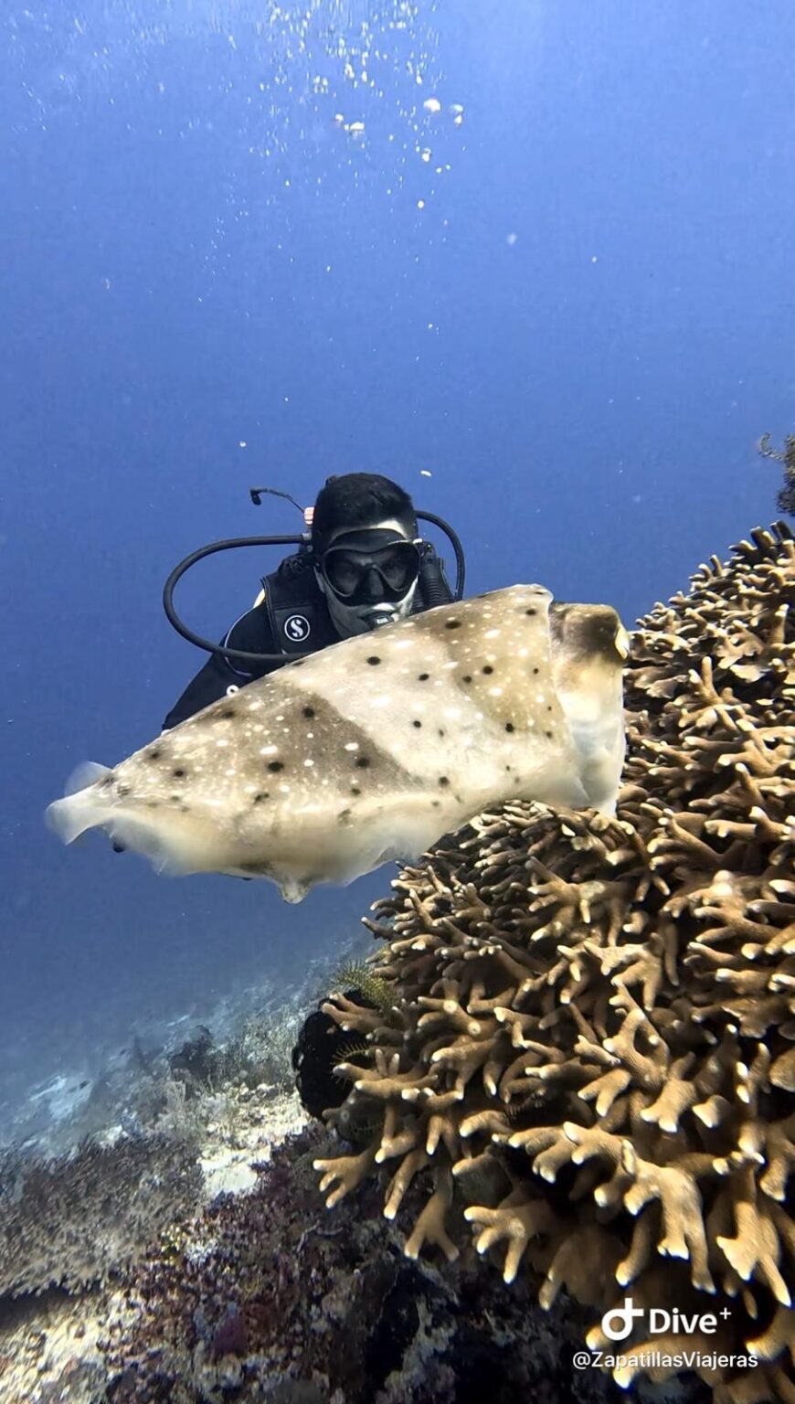 - Zapas Viajeras Qué ver en Komodo